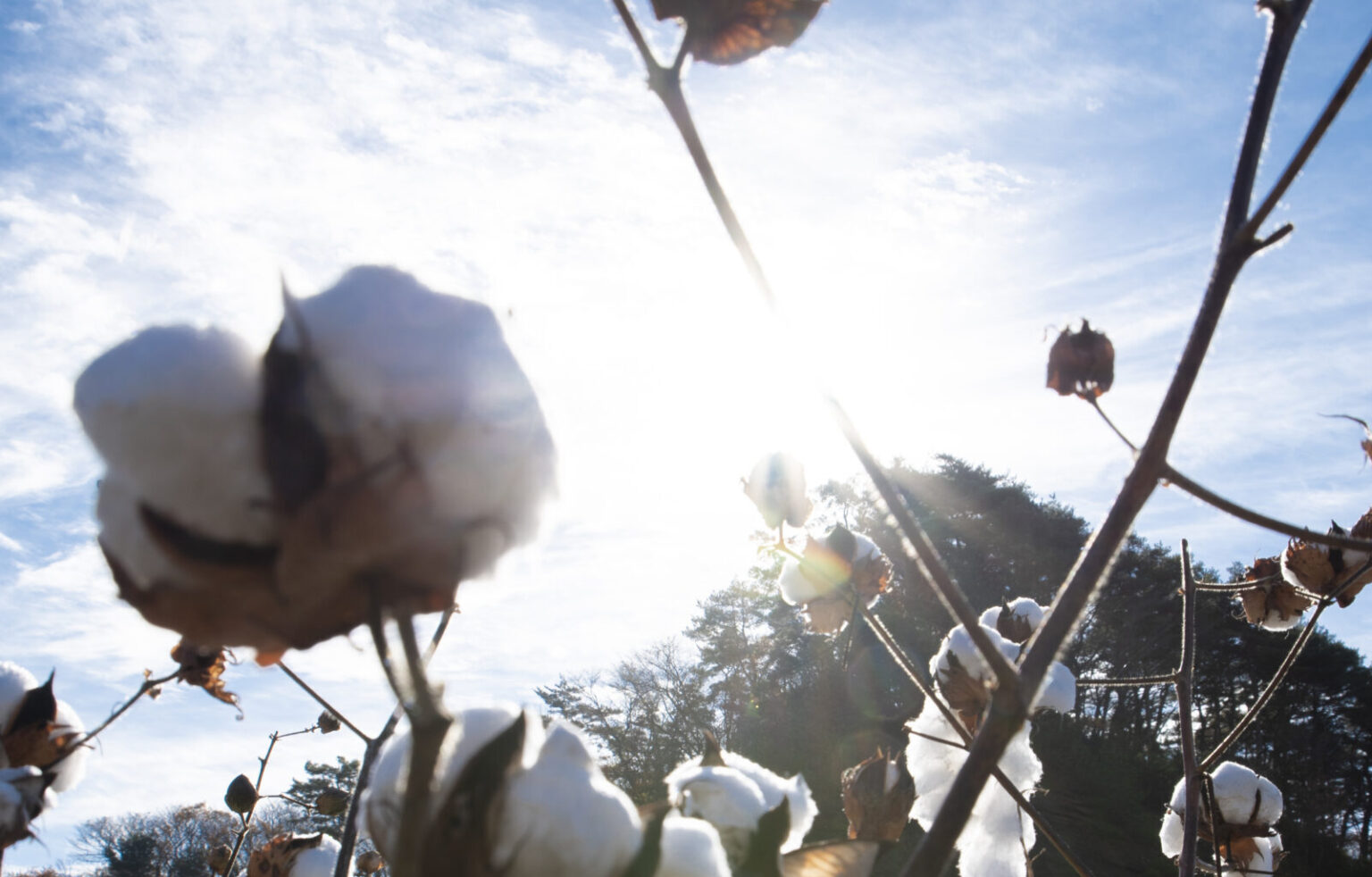 コットン・ラボ 公式オンラインストア 読みもの